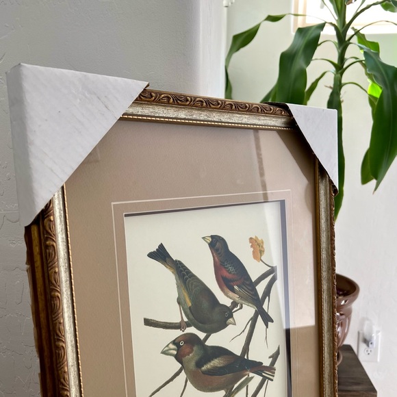 Vintage | Art | Vintage William Rutledge Finch Songbird Bird Family ...